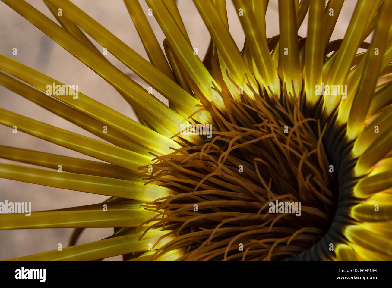 Tube anemone cerianthus membranaceus hi-res stock photography and ...