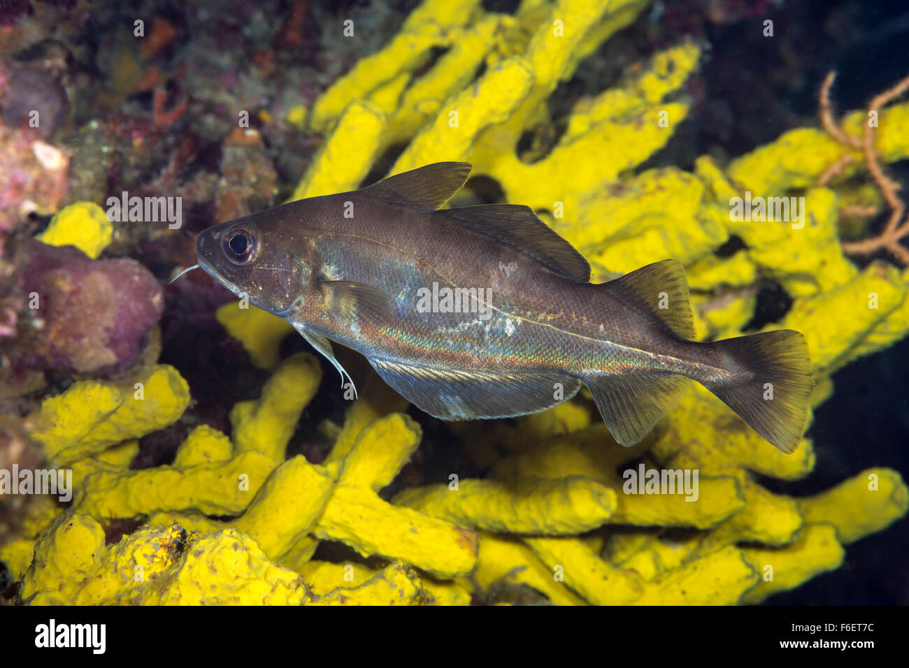 Pouting, Trisopterus luscus, Istrien, Croatia Stock Photo - Alamy