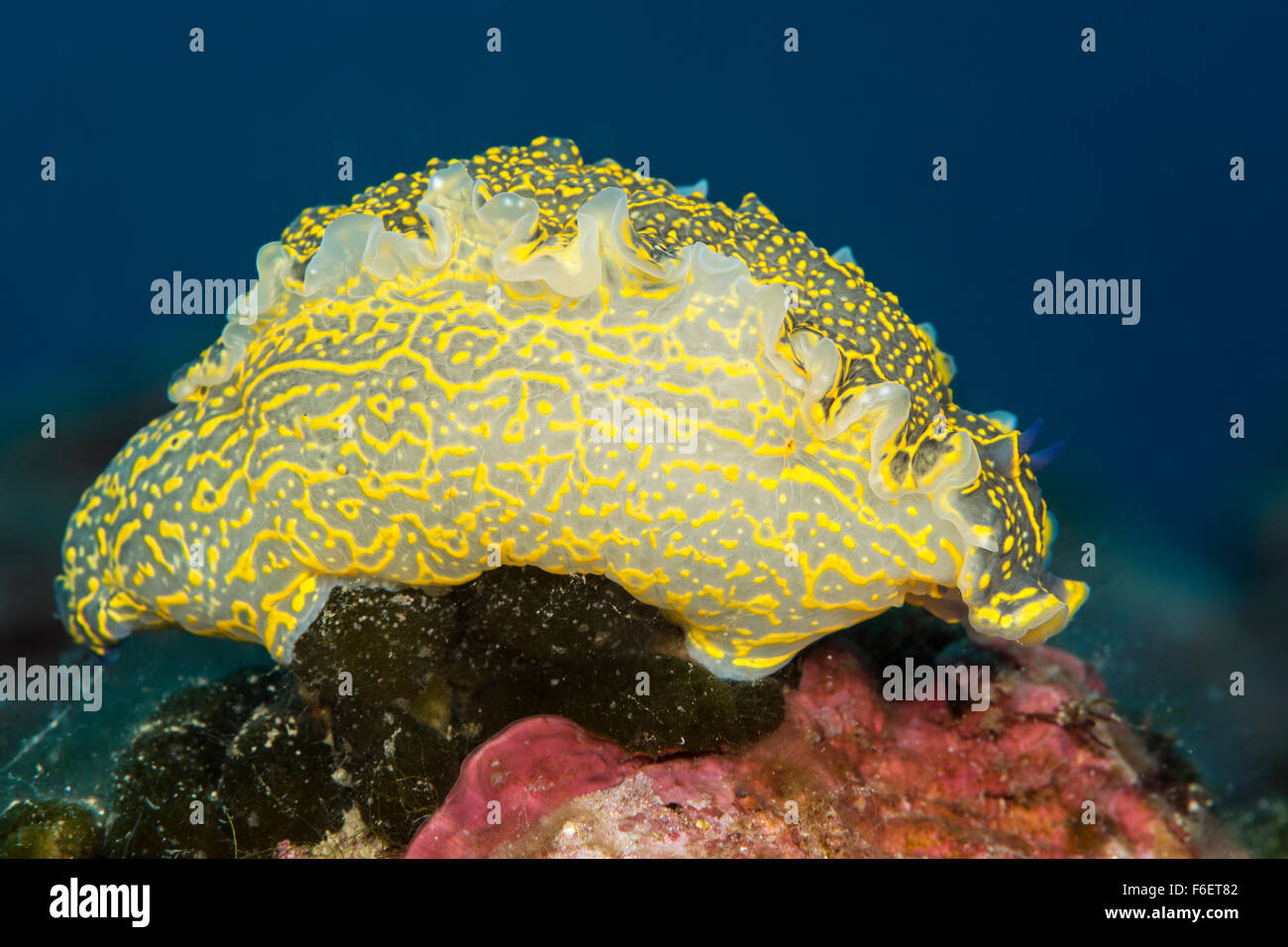 Yellow sea snail hi-res stock photography and images - Alamy