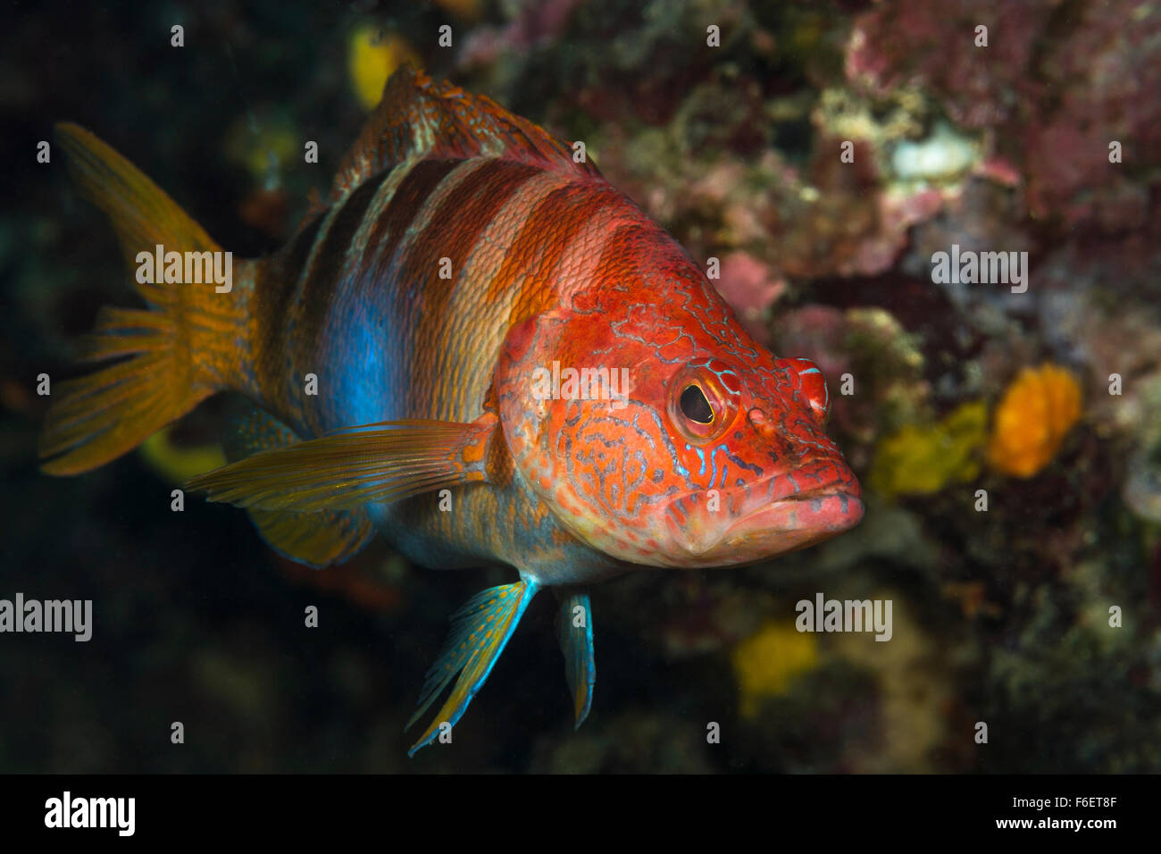 Painted Comber, Serranus scriba, Istrien, Croatia Stock Photo - Alamy