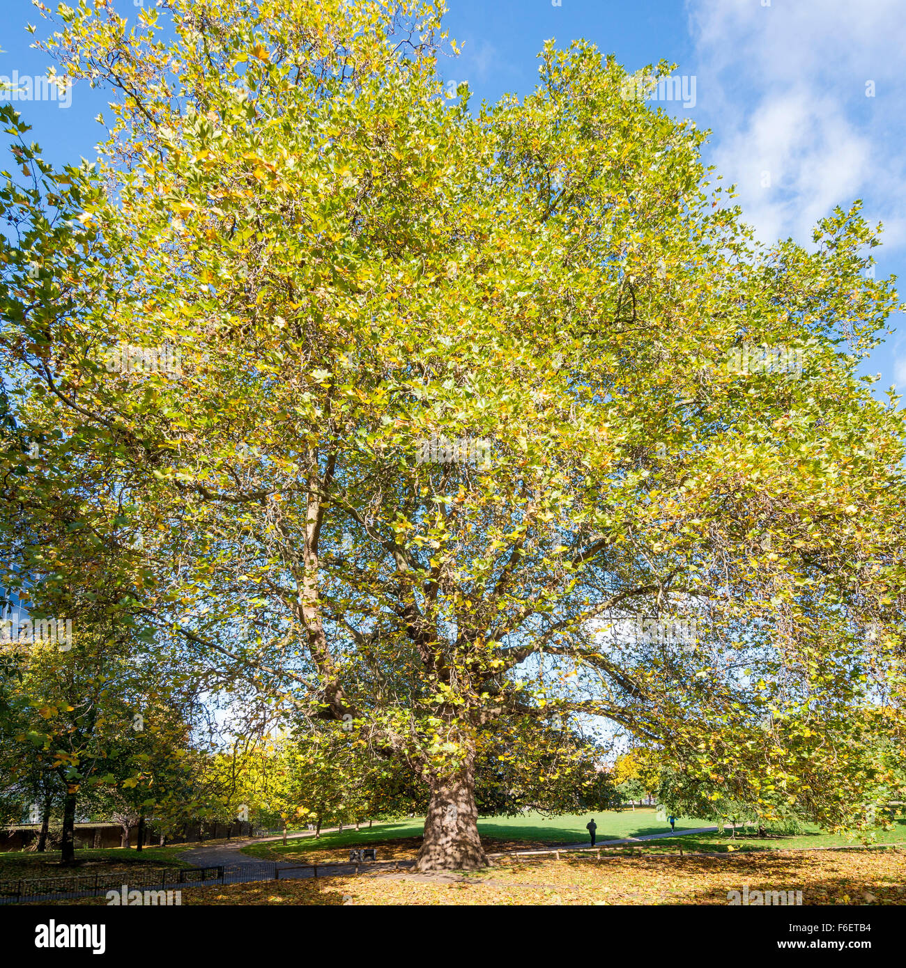 London plane tree london hi-res stock photography and images - Alamy