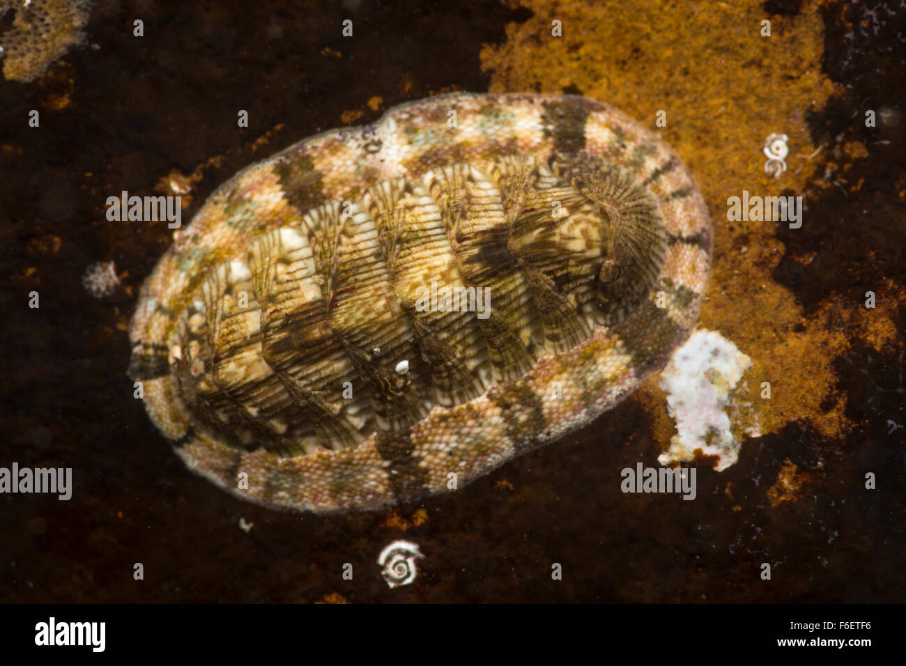 Chiton hi-res stock photography and images - Alamy