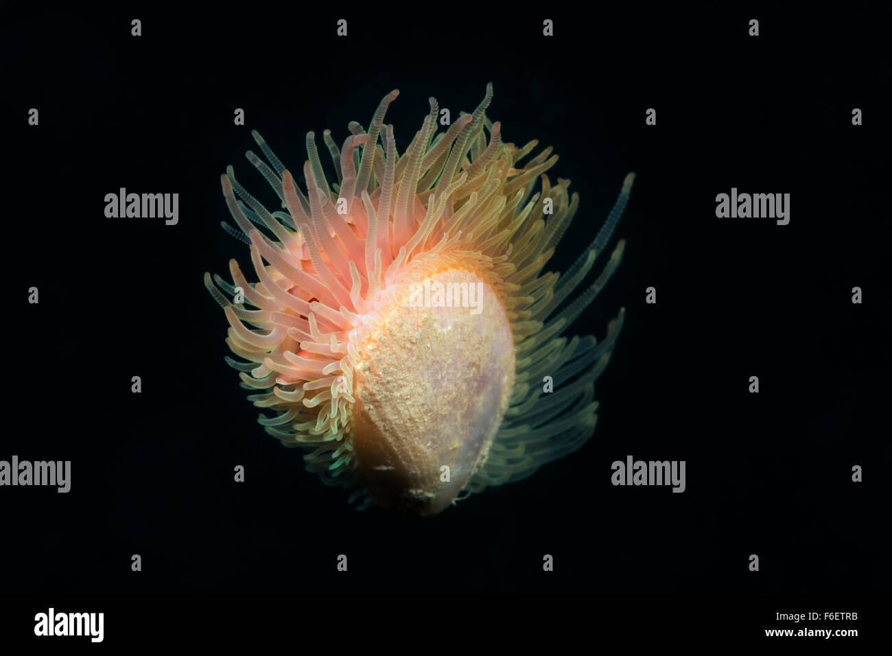 Flame Shell, Lima hians, Piran, Slovenia Stock Photo - Alamy