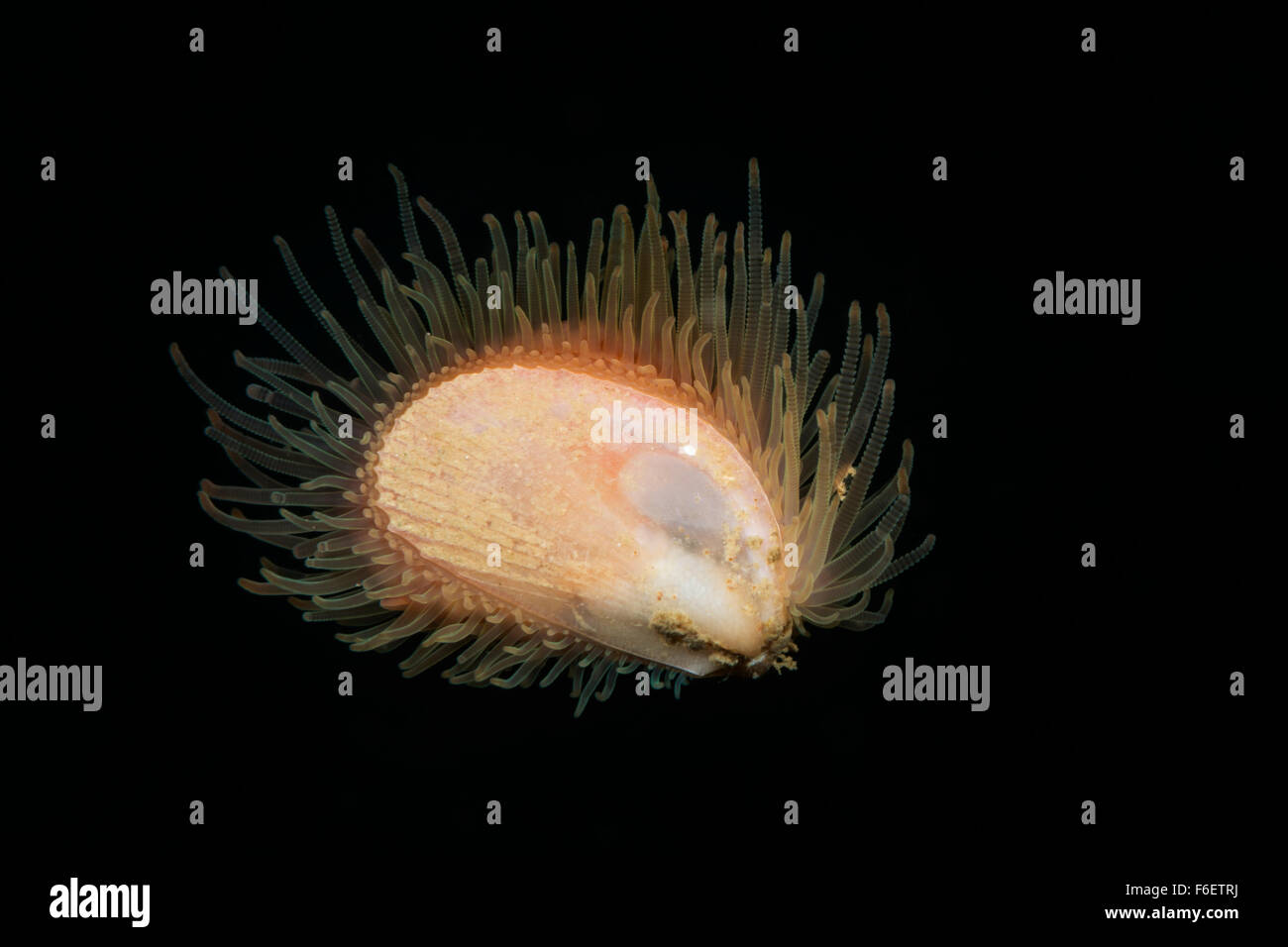 Flame shell marine hi-res stock photography and images - Alamy