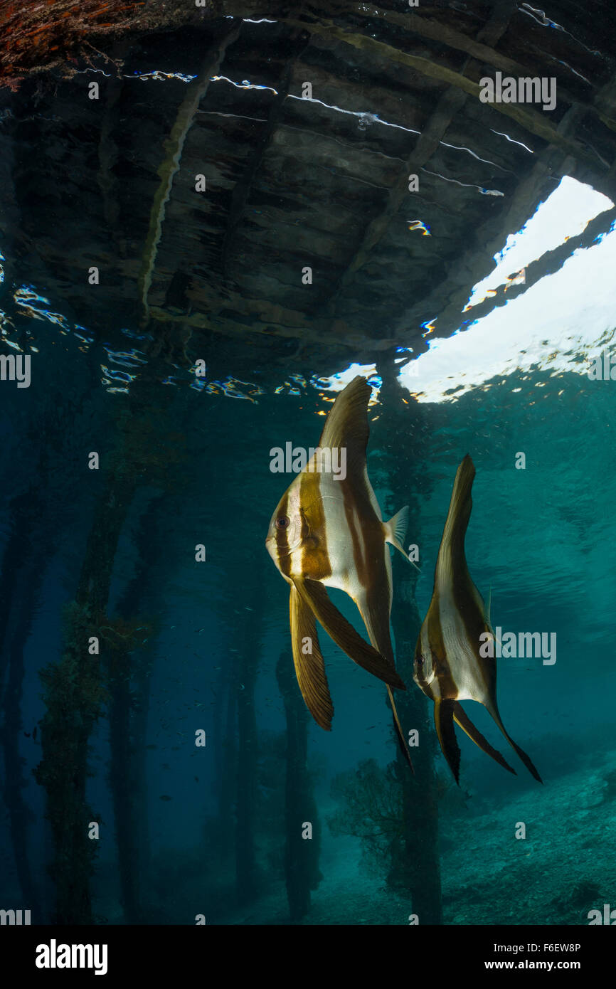 Juvenile Longfin Batfish under Jetty, Platax teira, Raja Ampat ...