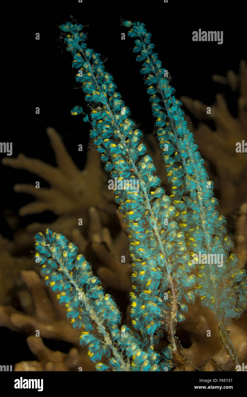 Perophora Sea Squirt, Perophora namei, Raja Ampat, Indonesia Stock ...