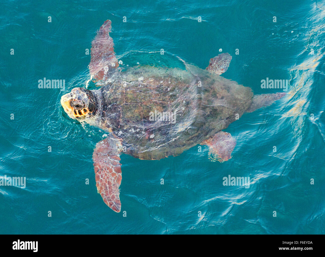 Argostoli and turtles hi-res stock photography and images - Alamy