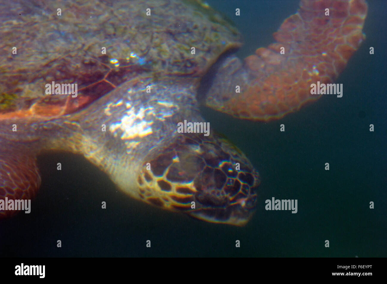 Argostoli and turtles hi-res stock photography and images - Alamy