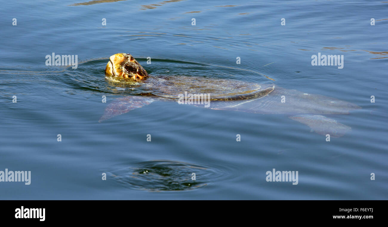 Loggerhead Turtles in Argostoli Stock Photo - Alamy