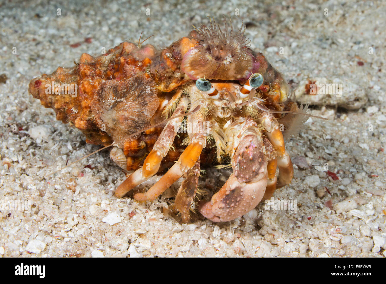 Anemone Hermit Crab, Dardanus pedunculatus, Raja Ampat, Indonesia Stock ...