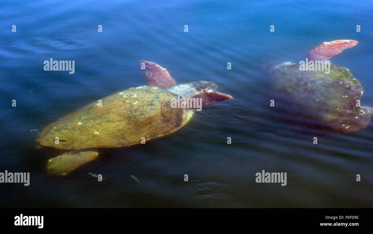 Loggerhead Turtles in Argostoli Stock Photo - Alamy