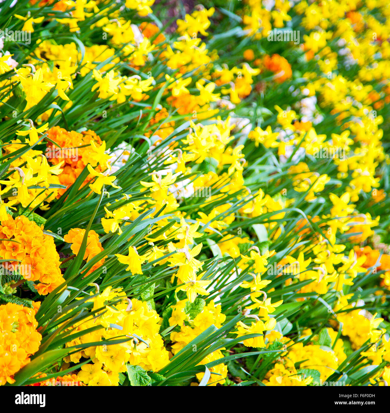 in london yellow flower field nature and spring Stock Photo - Alamy