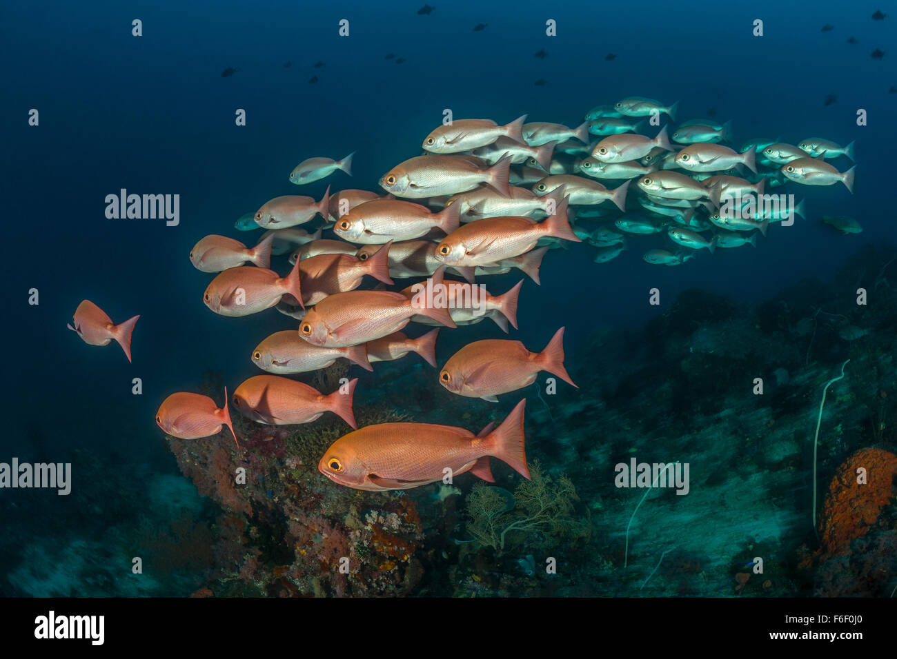 Shoal of Slender Pinjalo, Pinjalo lewisi, Raja Ampat, Indonesia Stock ...
