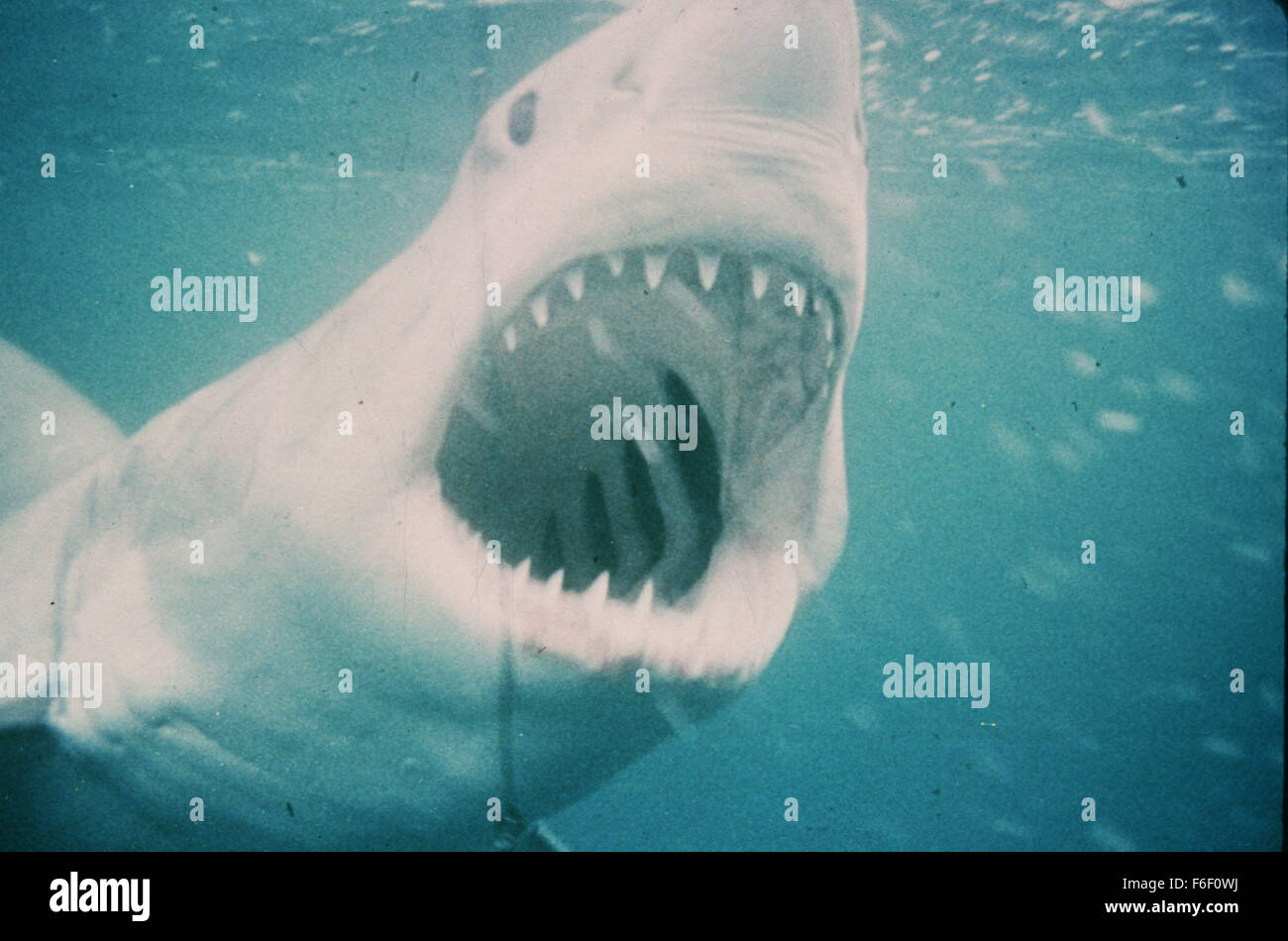 Film Title: JAWS. DIRECTOR: Steven Spielberg STUDIO: UNIVERSAL PICTURES ...