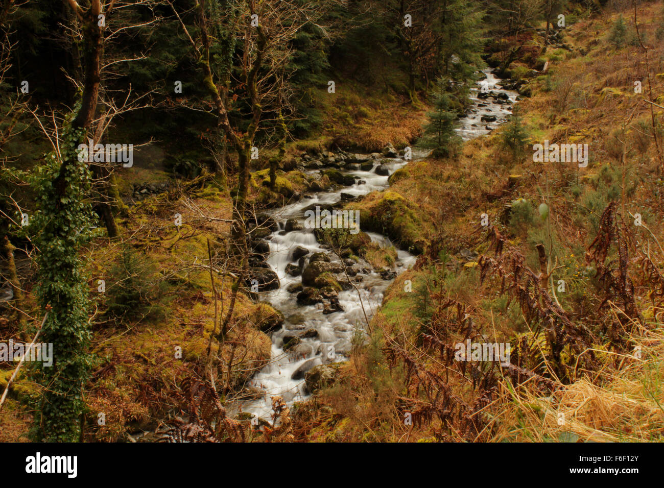 Beck at Whinlatter Forest, Lake District, UK Stock Photo - Alamy