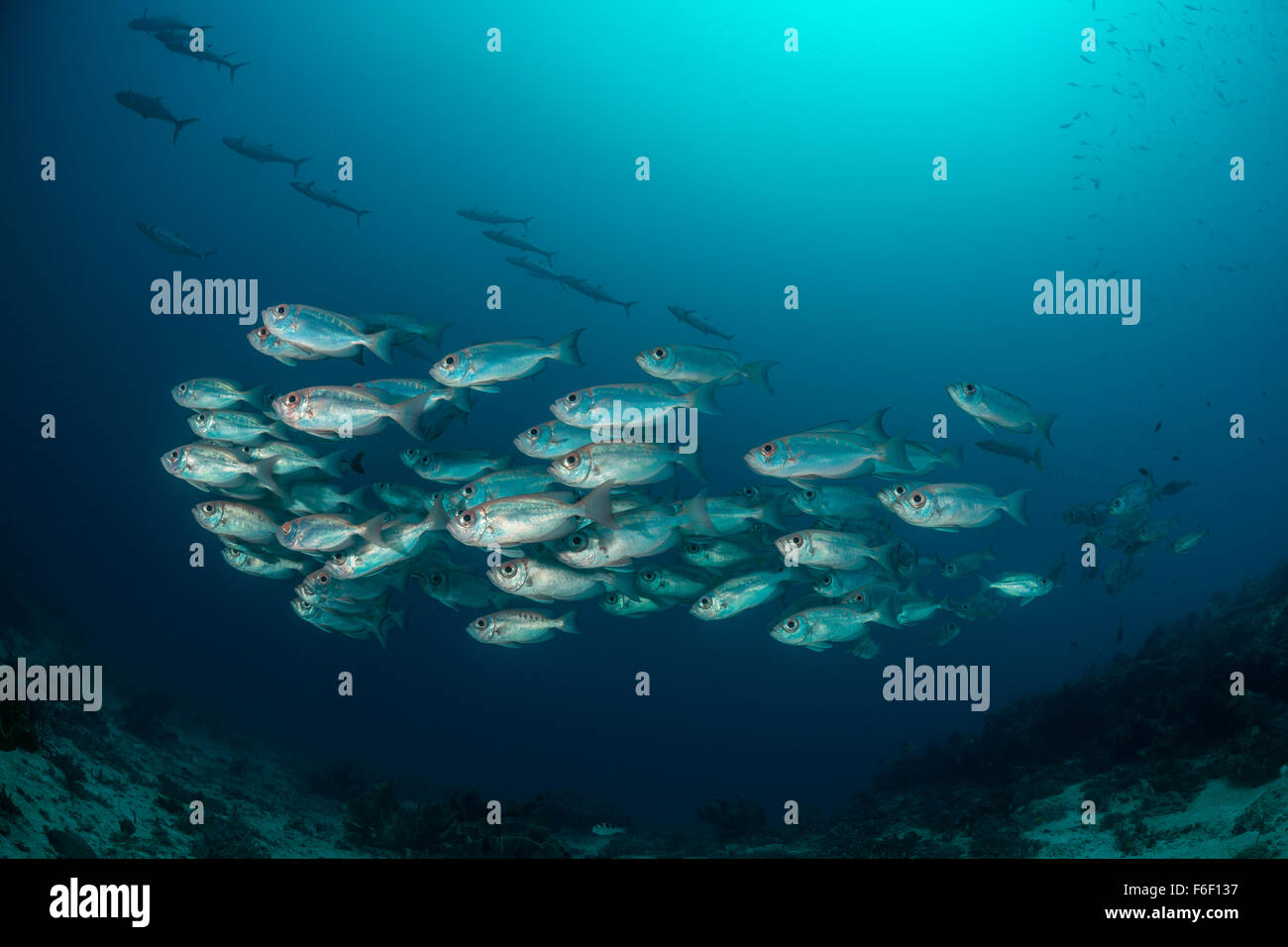 Shoal of Moontail Bigeye, Priacanthus hamrur, Raja Ampat, Indonesia ...