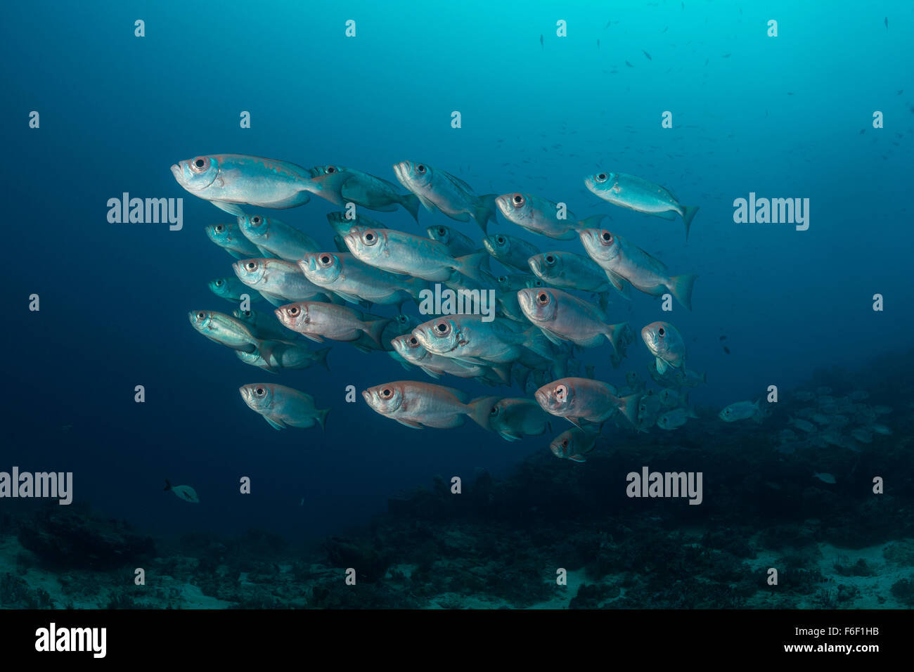 Shoal of Moontail Bigeye, Priacanthus hamrur, Raja Ampat, Indonesia ...