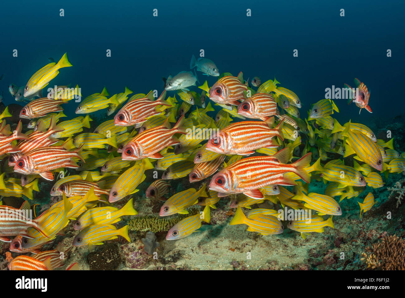 Shoal of Five-lined Snapper and Red Squirrelfish, Lutjanus ...