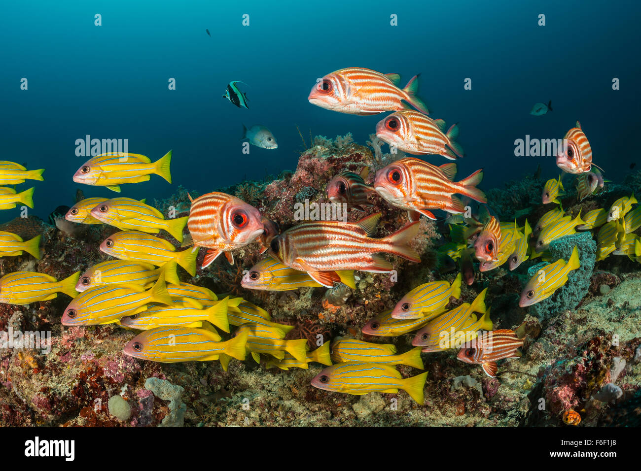 Shoal of Five-lined Snapper and Red Squirrelfish, Lutjanus ...