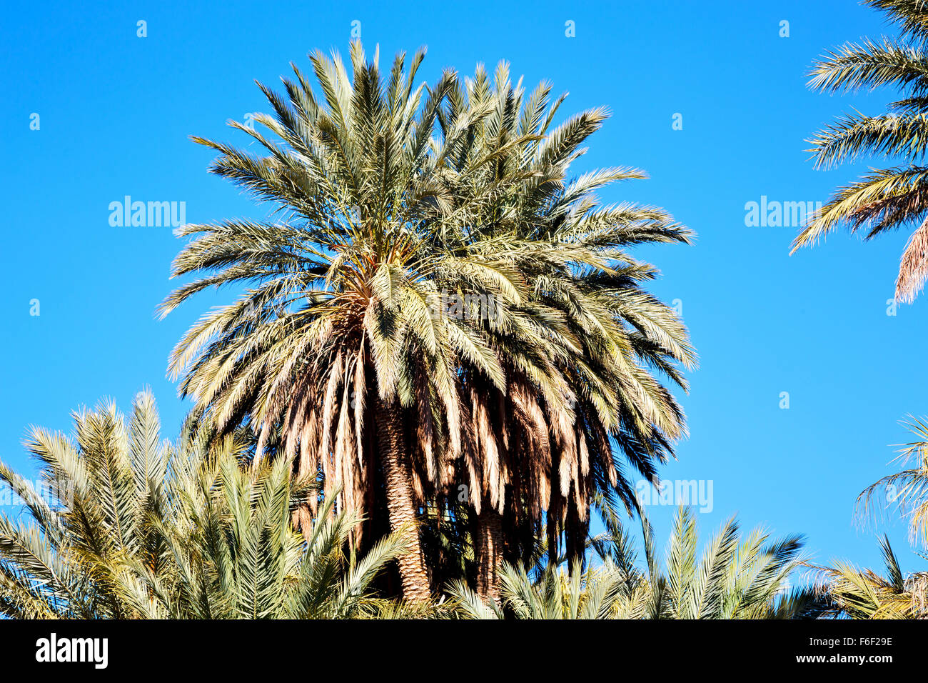 tropical palm in morocco africa alone and the sky Stock Photo - Alamy