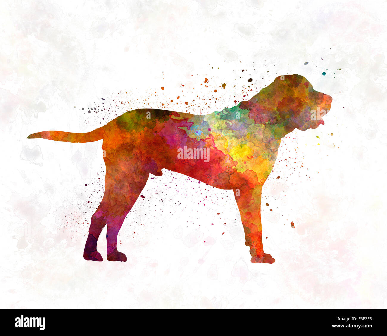 Japanese tosa hi-res stock photography and images - Alamy