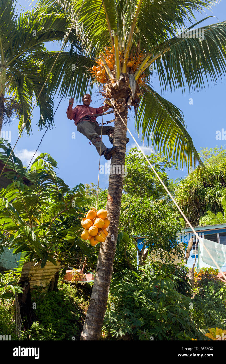 Philippine Coconut Harvesting