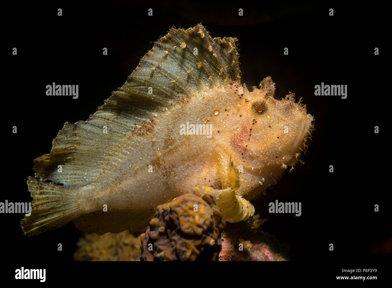 Leaf Scorpionfish, Taenianotus triacanthus, Ambon, Indonesia Stock ...