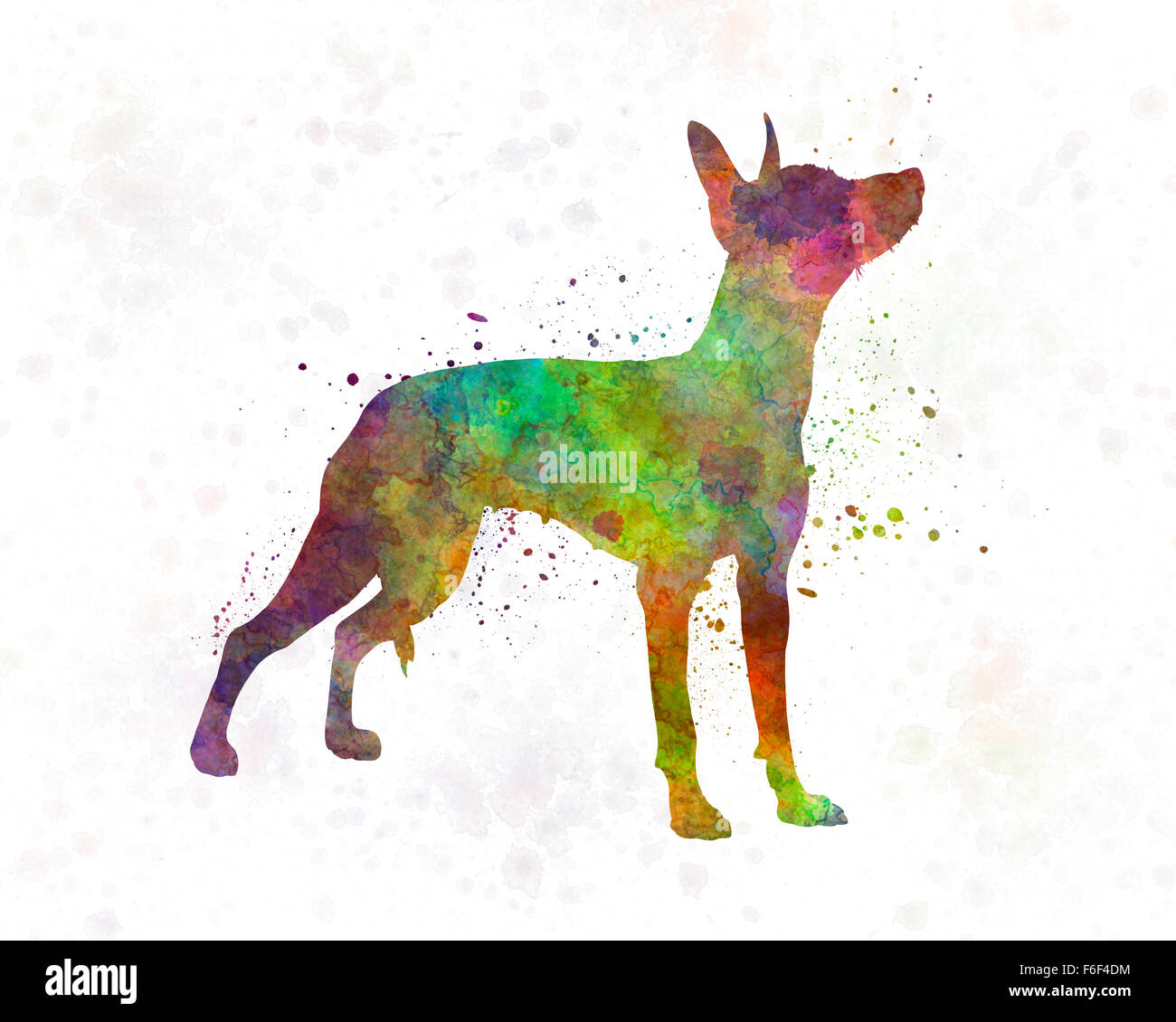 Xoloitzcuintle in watercolor Stock Photo - Alamy