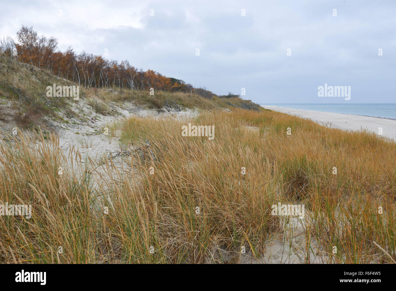 Curonian spit, vegetation of sand dunes in autumn Stock Photo - Alamy