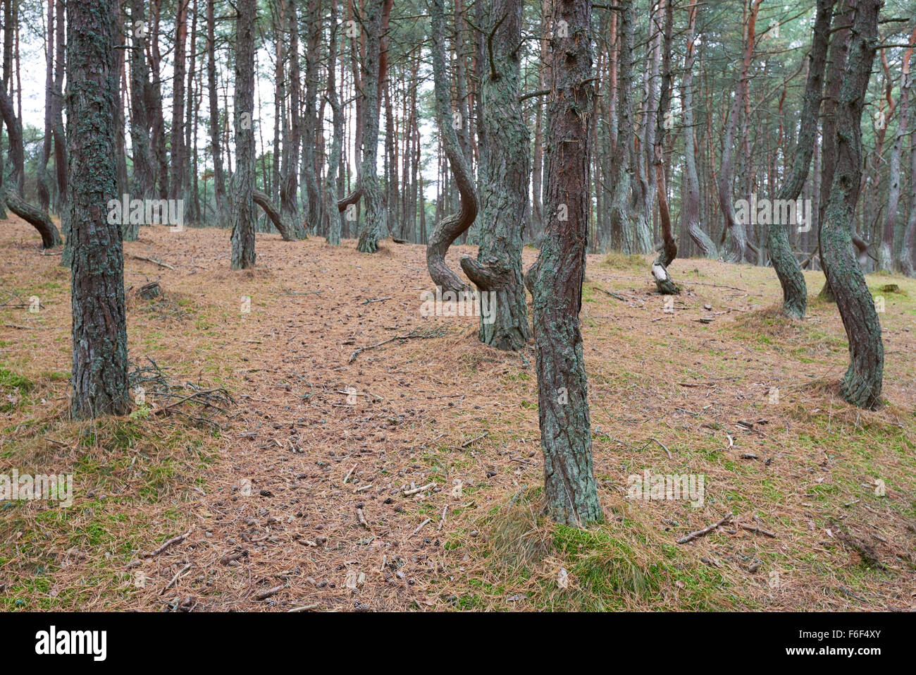 The Curonian Spit, dancing forest. Kaliningrad region Stock Photo - Alamy