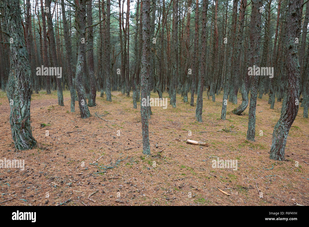 The Curonian Spit, dancing forest. Kaliningrad region Stock Photo - Alamy