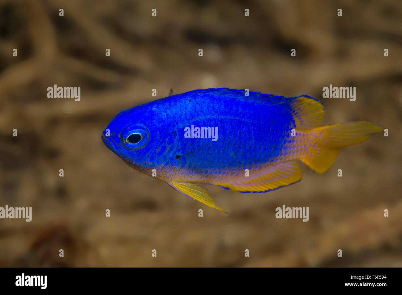 Neon Damselfish, Pomacentrus coelestis, Ambon, Indonesia Stock Photo ...