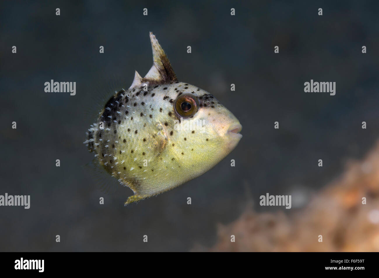 Juvenile Yellowmargin Triggerfish, Pseudobalistes flavimarginatus ...