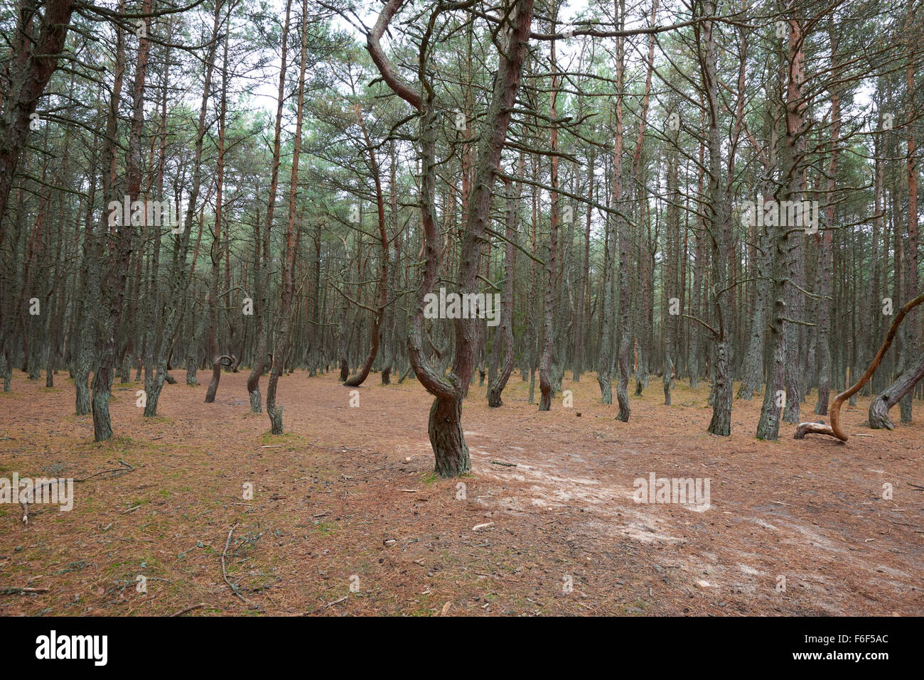 The Curonian Spit, dancing forest. Kaliningrad region Stock Photo - Alamy