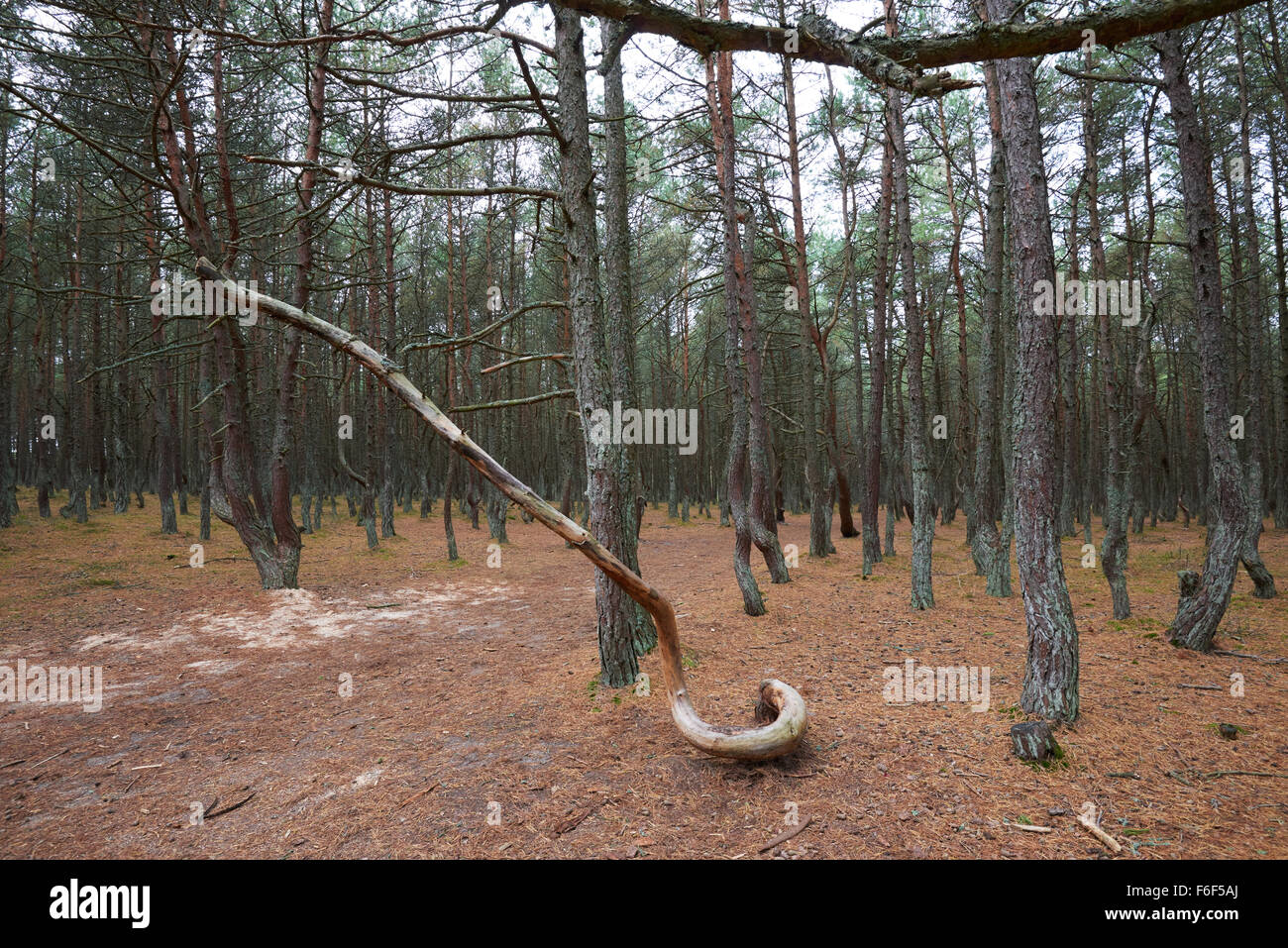 The Curonian Spit, dancing forest. Kaliningrad region Stock Photo - Alamy
