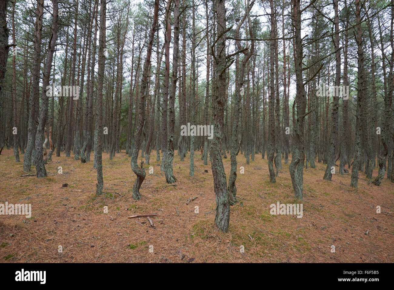 The Curonian Spit, dancing forest. Kaliningrad region Stock Photo - Alamy
