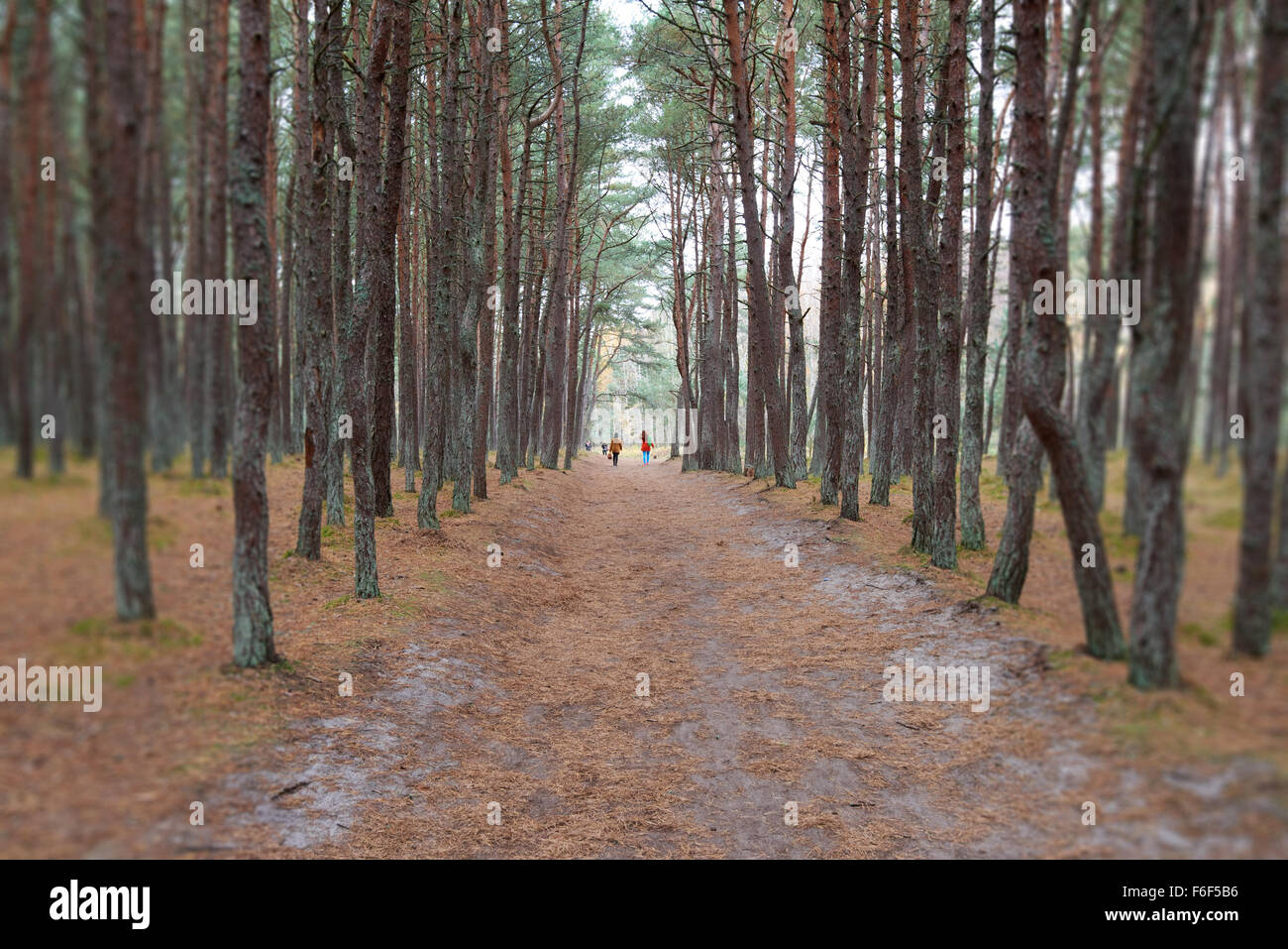 The Curonian Spit, dancing forest. Kaliningrad region Stock Photo - Alamy