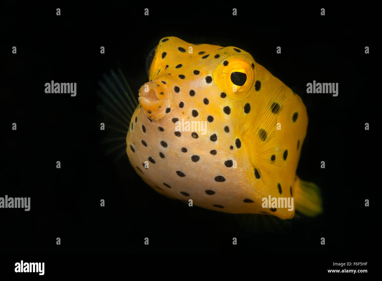 Juvenile Yellow Boxfish, Ostracion cubicus, Ambon, Indonesia Stock ...