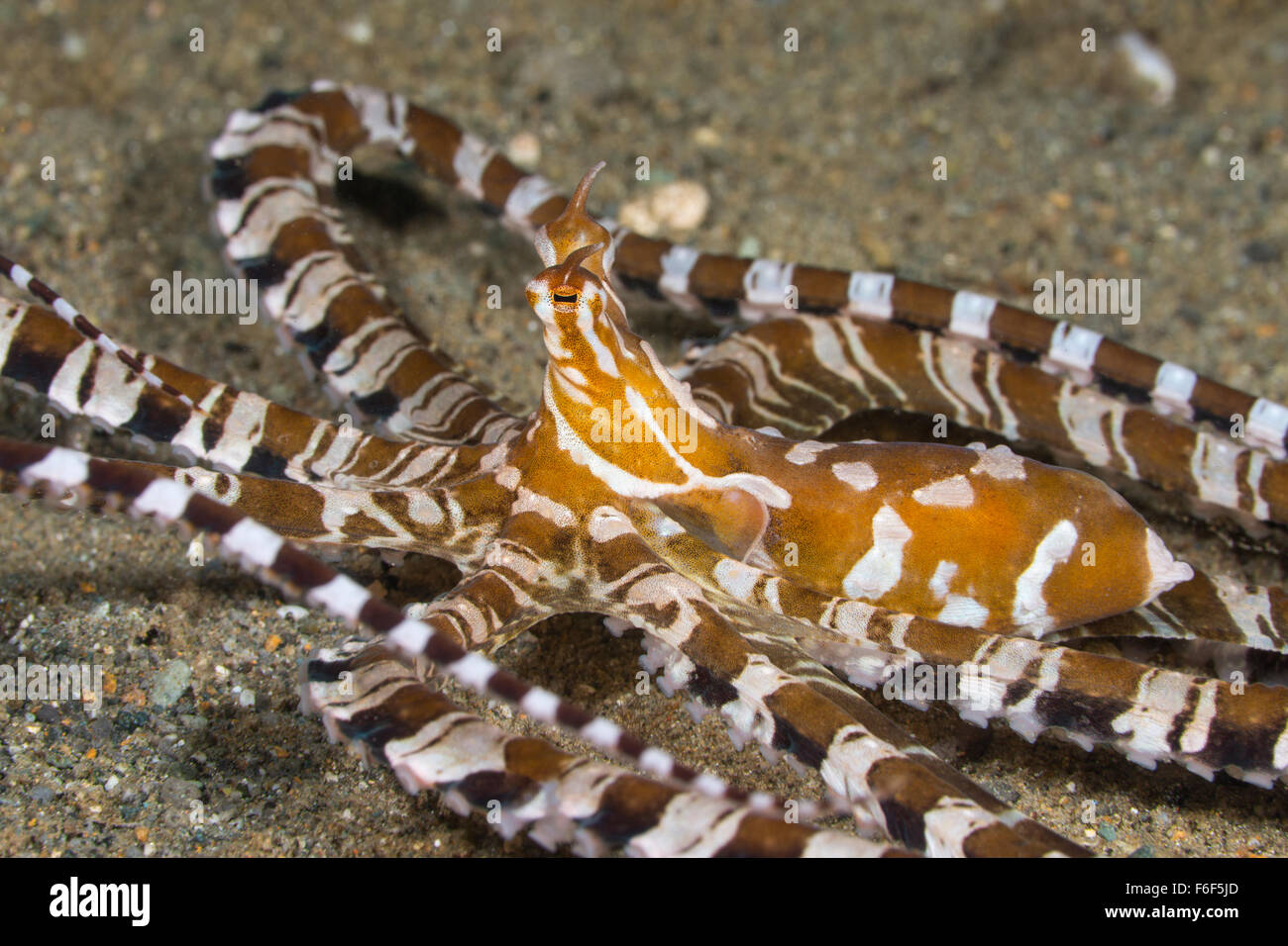 Mimikry octopus hi-res stock photography and images - Alamy