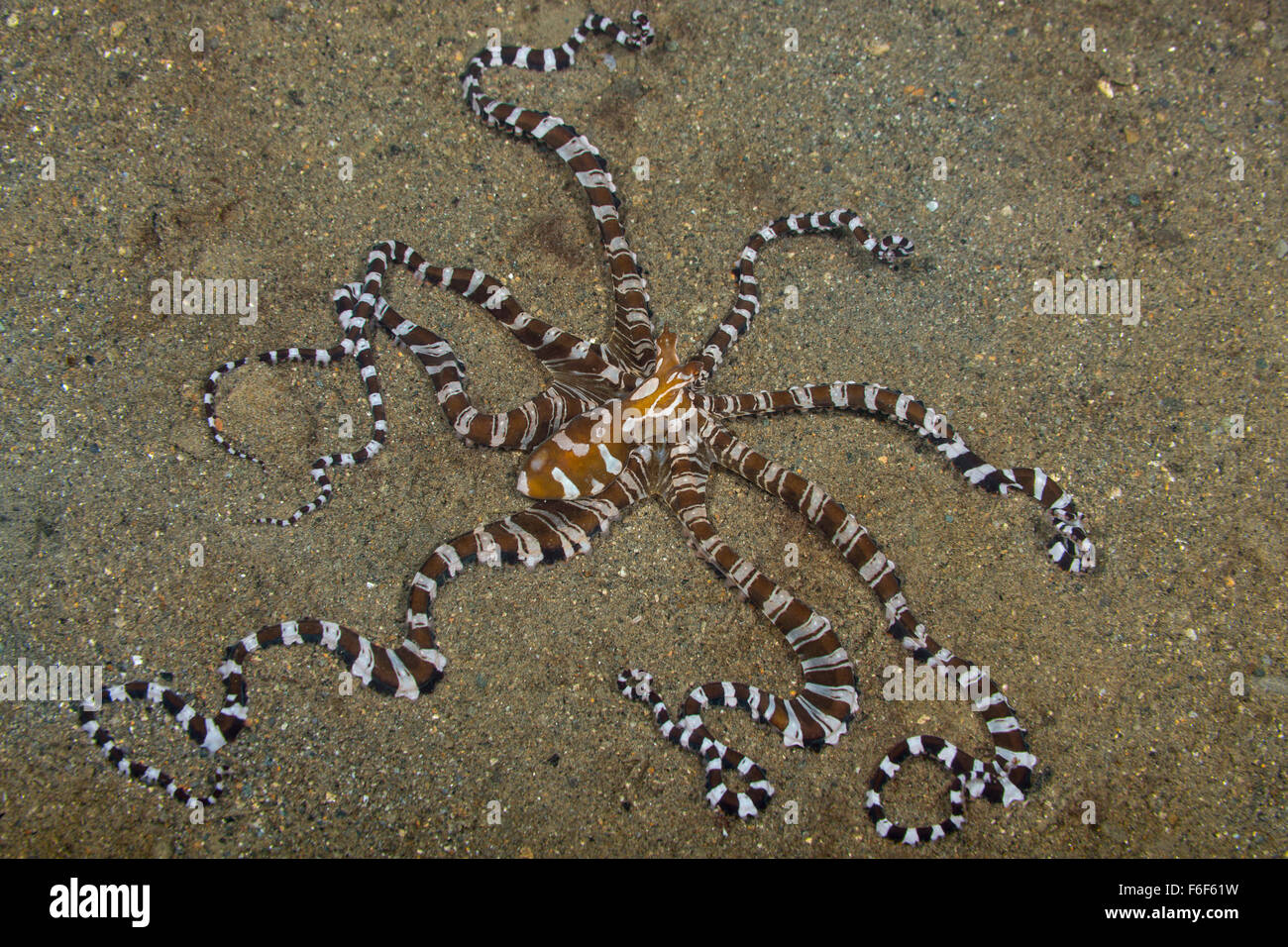 Wunderpus Octopus, Wunderpus photogenicus, Ambon, Indonesia Stock Photo ...