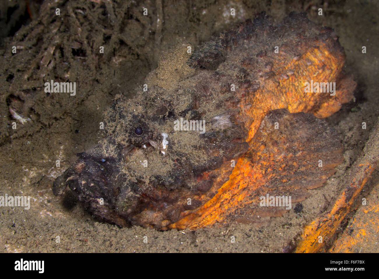 Stone Fish, Synanceia verrucosa, Ambon, Indonesia Stock Photo - Alamy
