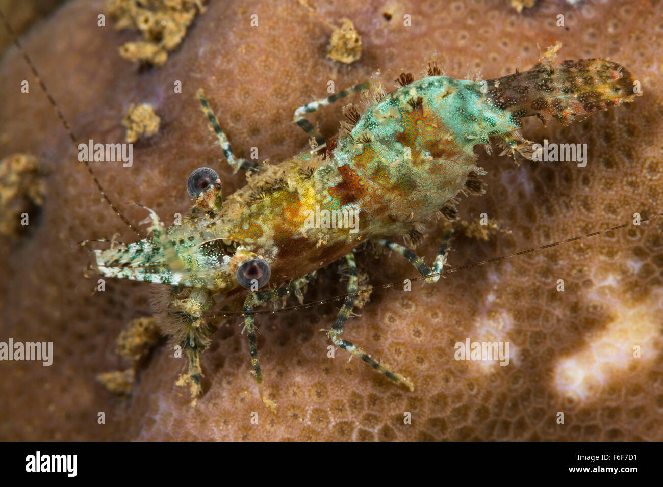 Marbled Shrimp, Saron marmoratus, Ambon, Indonesia Stock Photo - Alamy