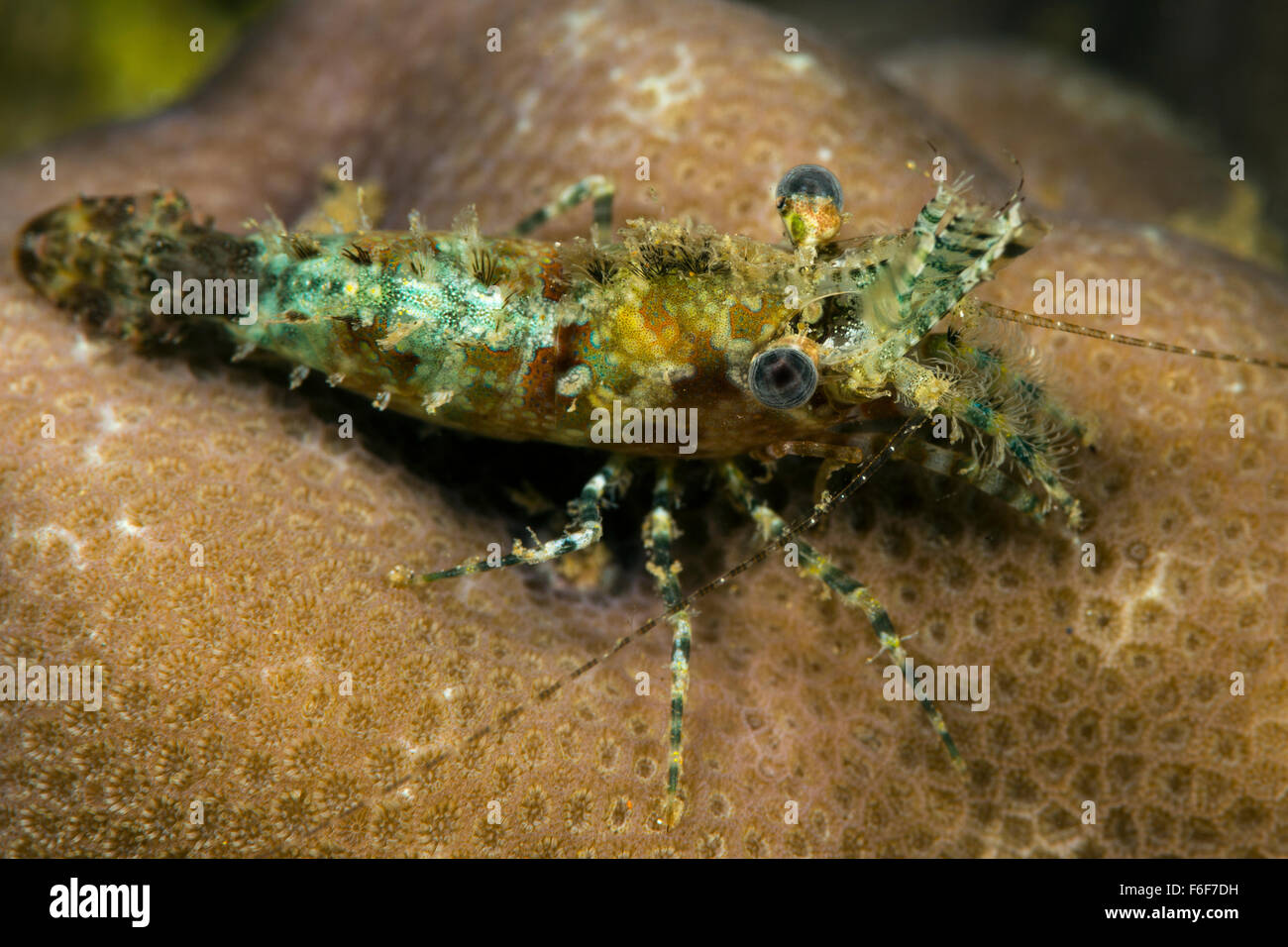 Marbled Shrimp, Saron marmoratus, Ambon, Indonesia Stock Photo - Alamy