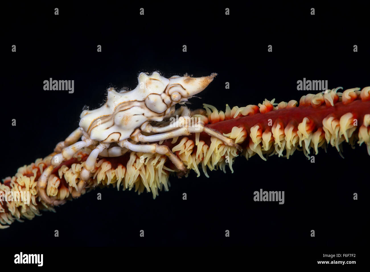 Whip Coral Spider Crab, Xenocarcinus tuberculatus, Ambon, Indonesia ...