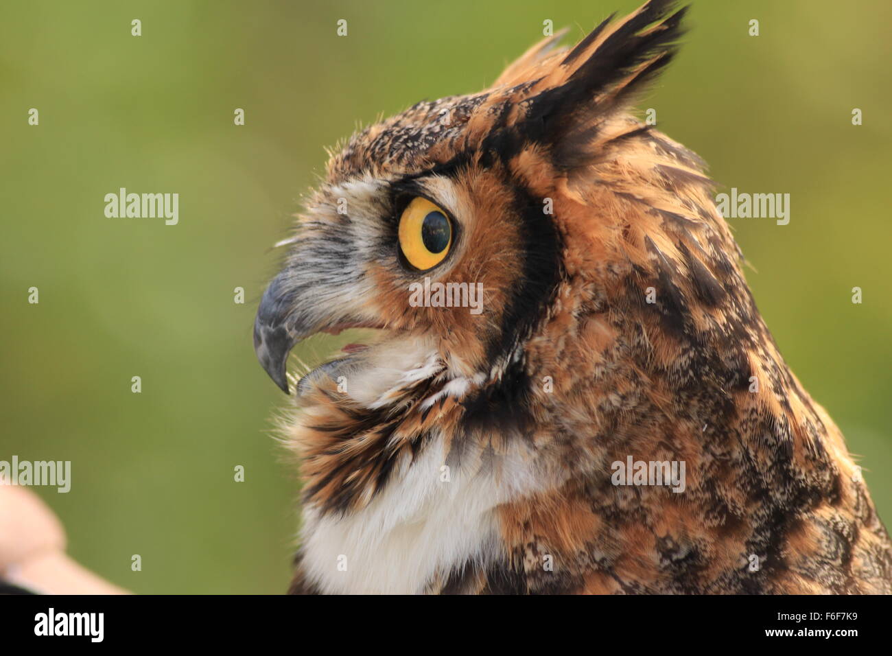 Great Horned Owl (Bubo virginianus) making curious face Stock Photo - Alamy