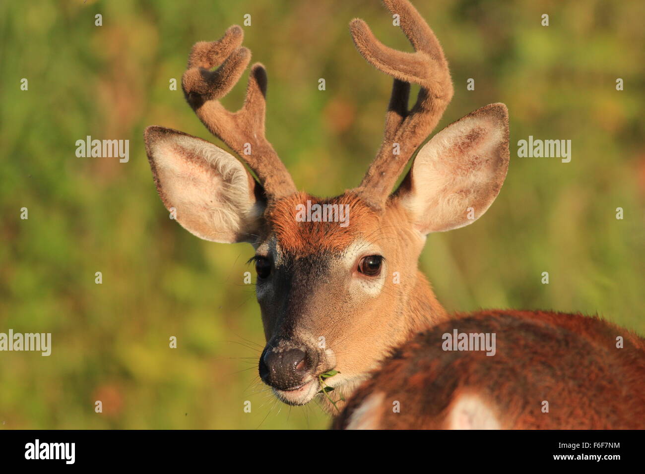 Close up of face of an alert large white tailed buck with natural ...