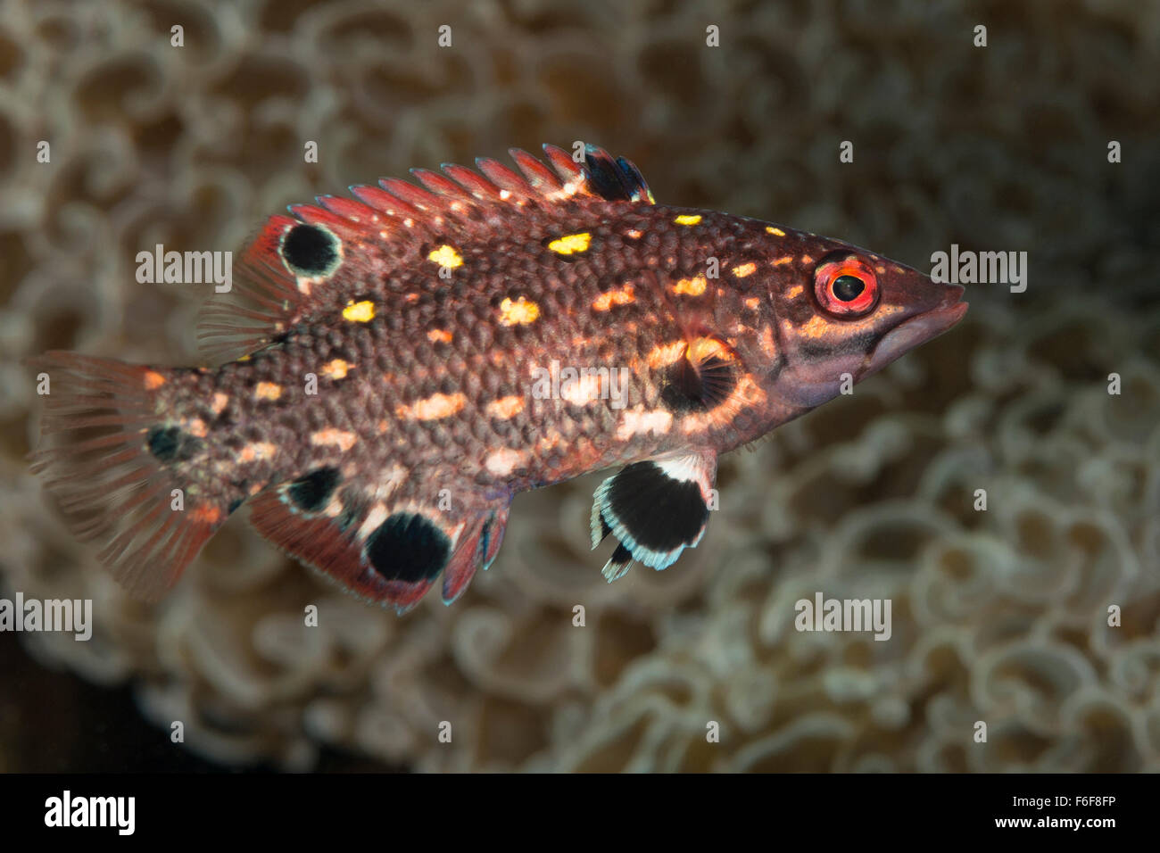 Dianas Hogfish, Bodianus diana, Ambon, Indonesia Stock Photo - Alamy