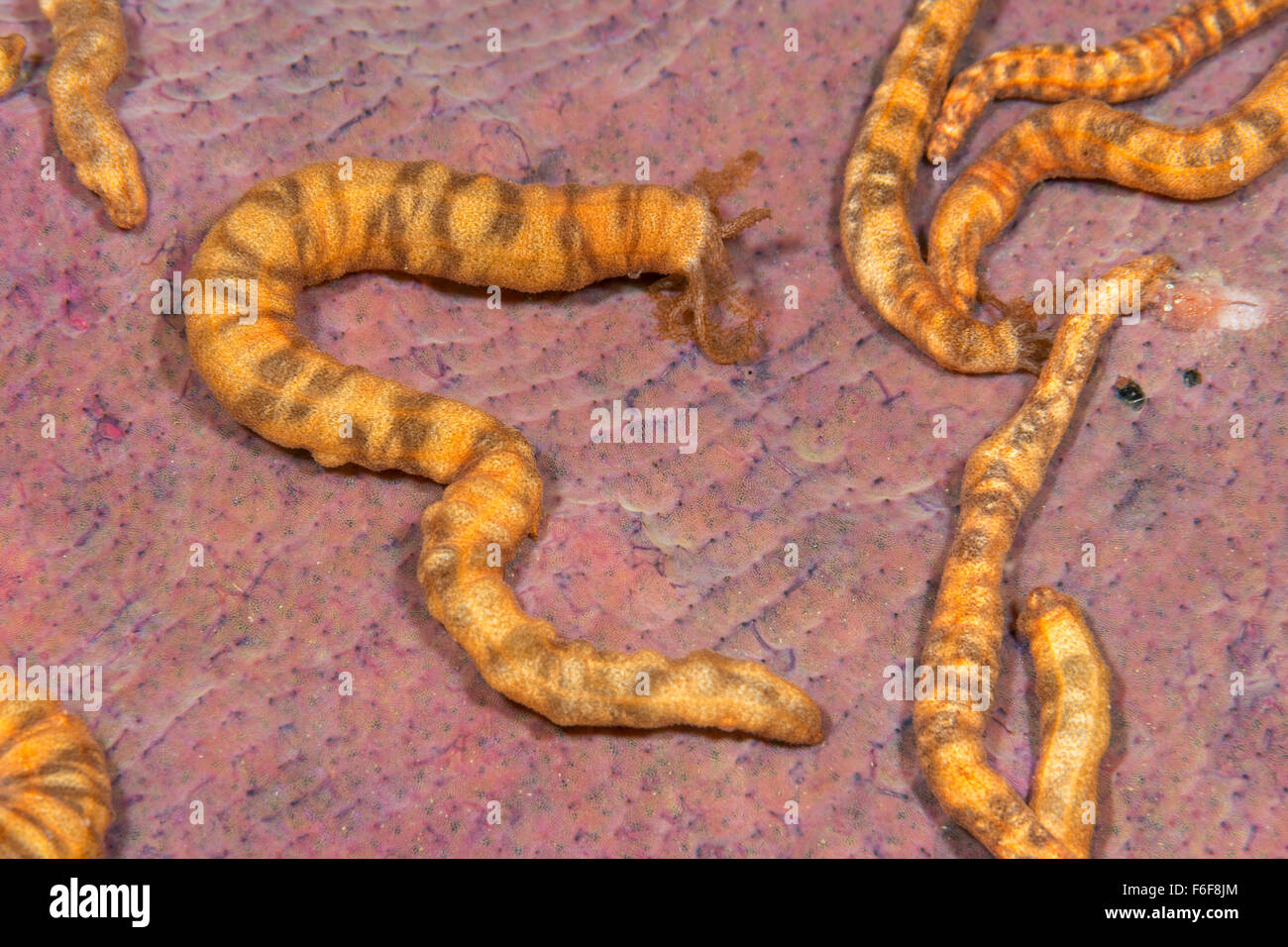 Snake Sea Cucumber High Resolution Stock Photography and Images - Alamy