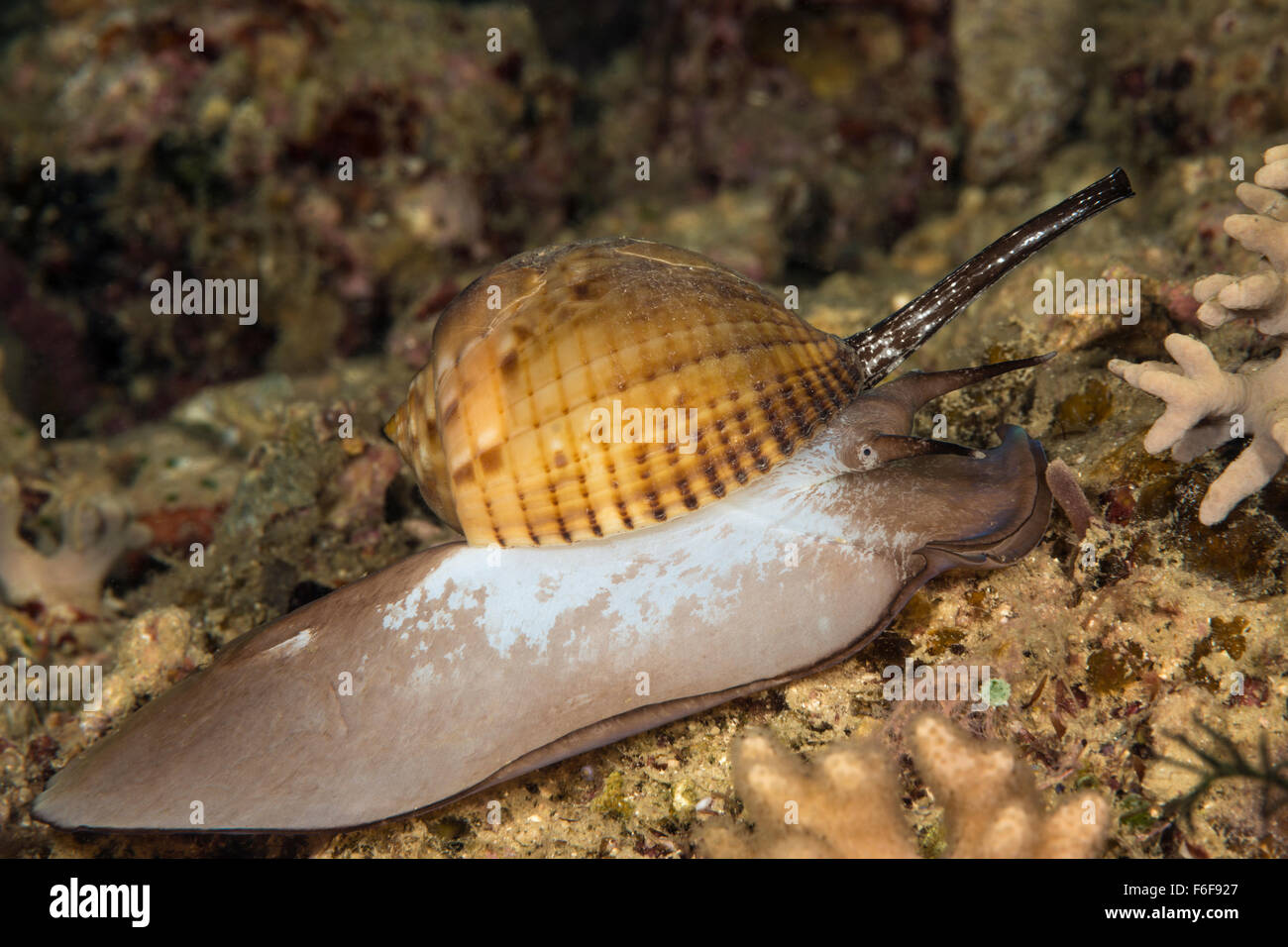 Channeled Tun Shell, Tonna cepa, Flores, Indonesia Stock Photo - Alamy