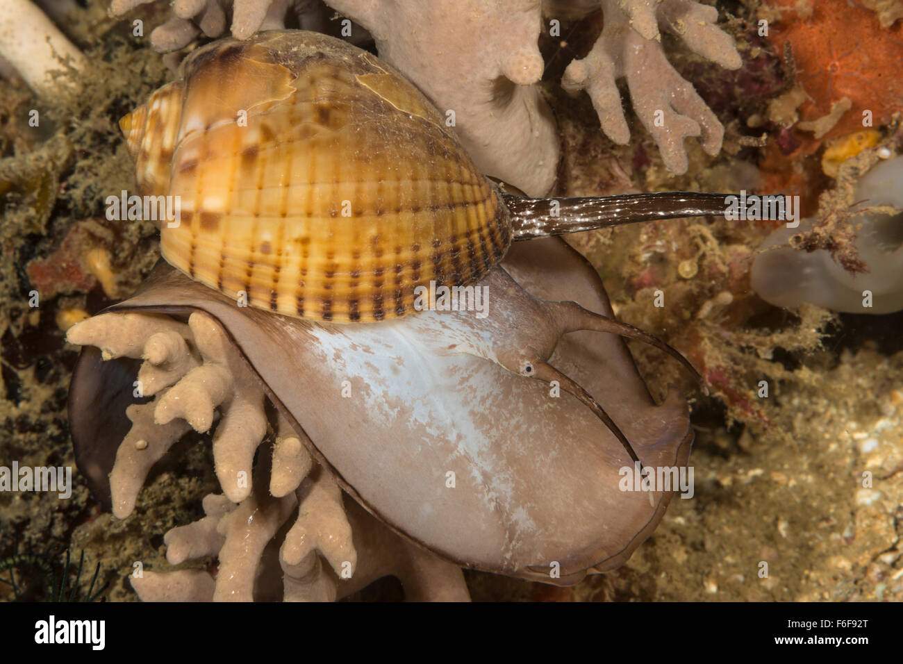 Channeled Tun Shell, Tonna cepa, Flores, Indonesia Stock Photo - Alamy